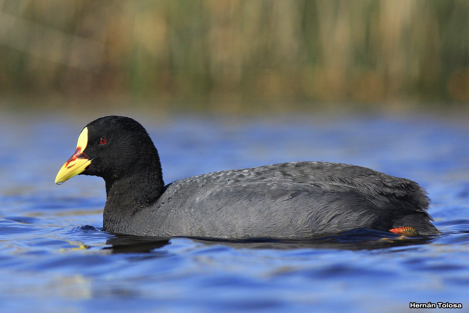 Aves de Argentina: Gallaretas
