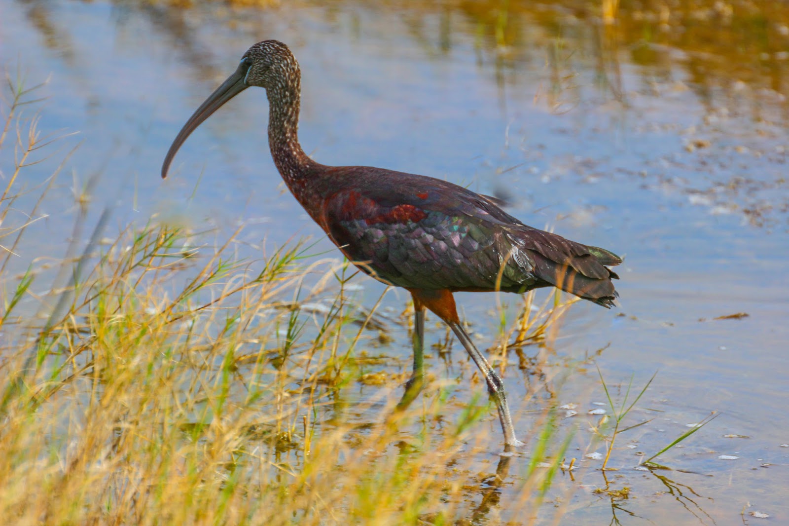 Cannundrums: Glossy Ibis