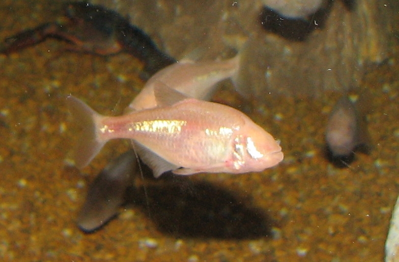 Cavefish ~ Aquatic Animals