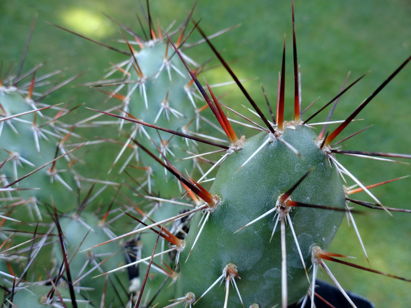 danger garden: Yes, you can grow Cactus in Portland (and many other ...