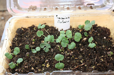 How to Grow Geraniums From Seed | Garden How