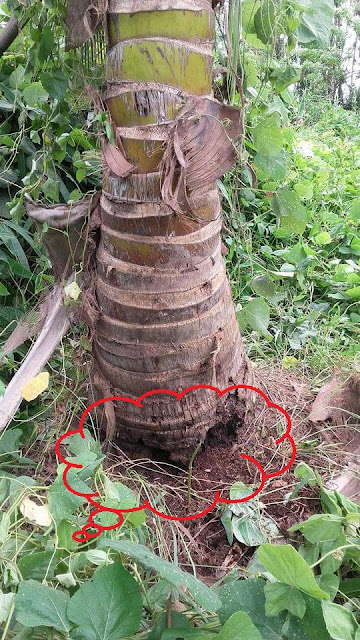 Xtremehorticulture of the Desert: Coconut Trunk Rot in Philippines
