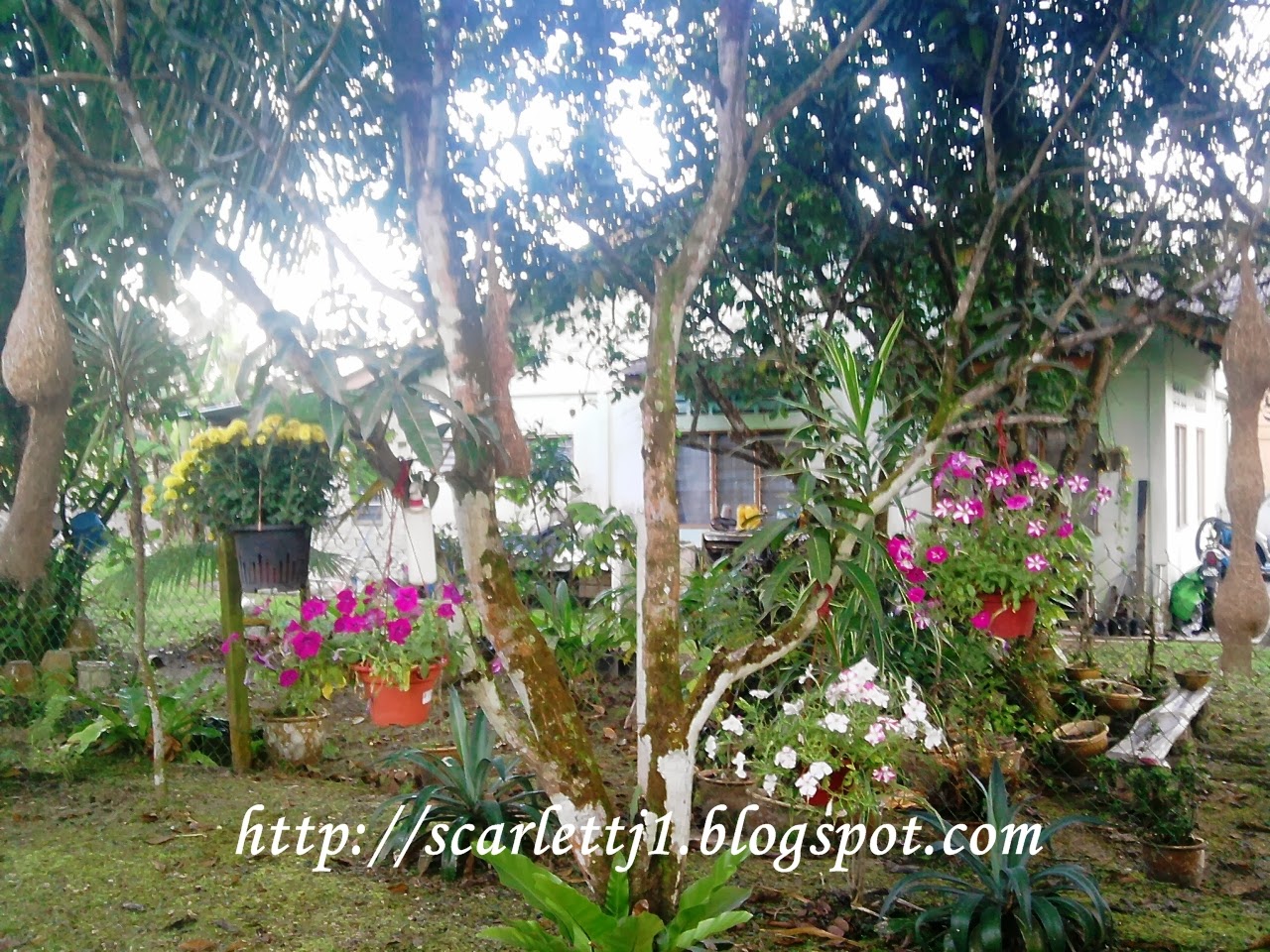 SCARLETT'S PETALS: Terapi minda dengan bunga