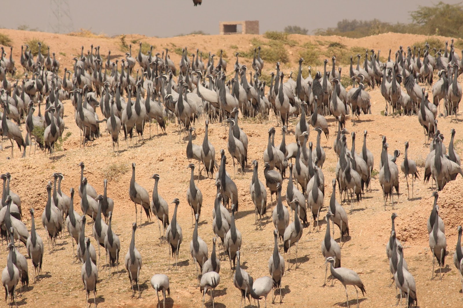 Trip to home of Demoiselle Cranes,Khichan, Jodhpur - Enigmatic India