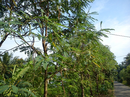 TANAMAN TURI UNTUK TAMBAHAN PENGHASILAN