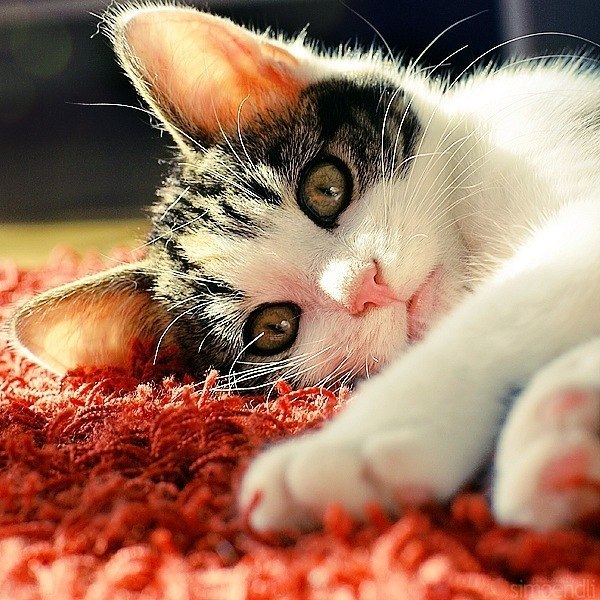 Adorable beautiful and cute cat laying on a mat, looking so sweet ~ The ...