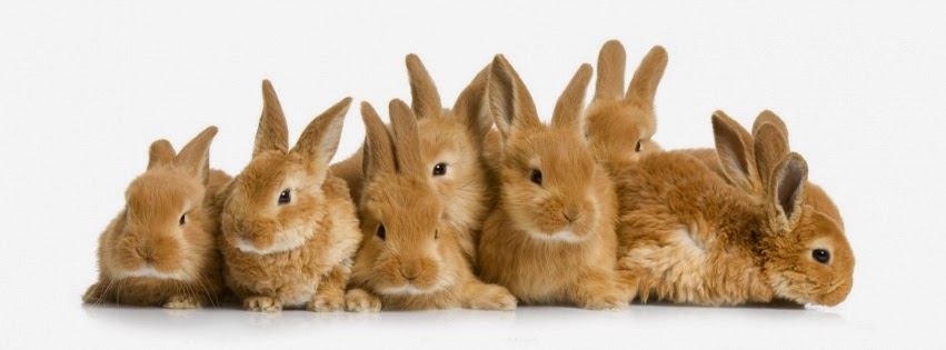 do animals get pregnant every time they mate | how to know if the lady ...