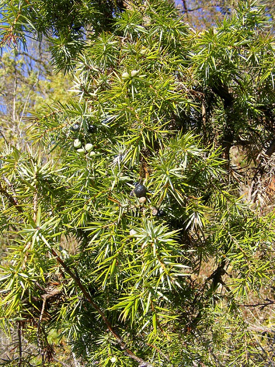 Days on the Claise: Gathering Wild Juniper Berries