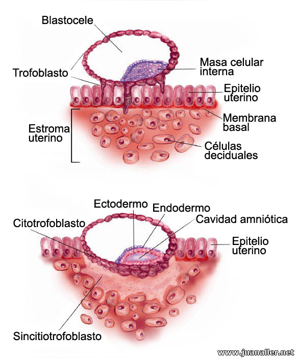 SISTEMA CARDIOVASCULAR GRUPO: 7-13 EMBRIOLOGIA: Capitulo 4: Segunda ...