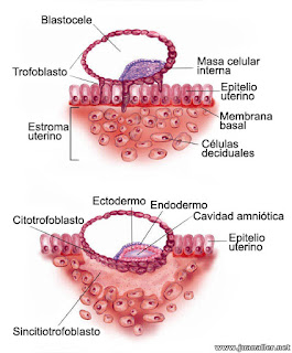 SISTEMA CARDIOVASCULAR GRUPO: 7-13 EMBRIOLOGIA: Capitulo 4: Segunda ...
