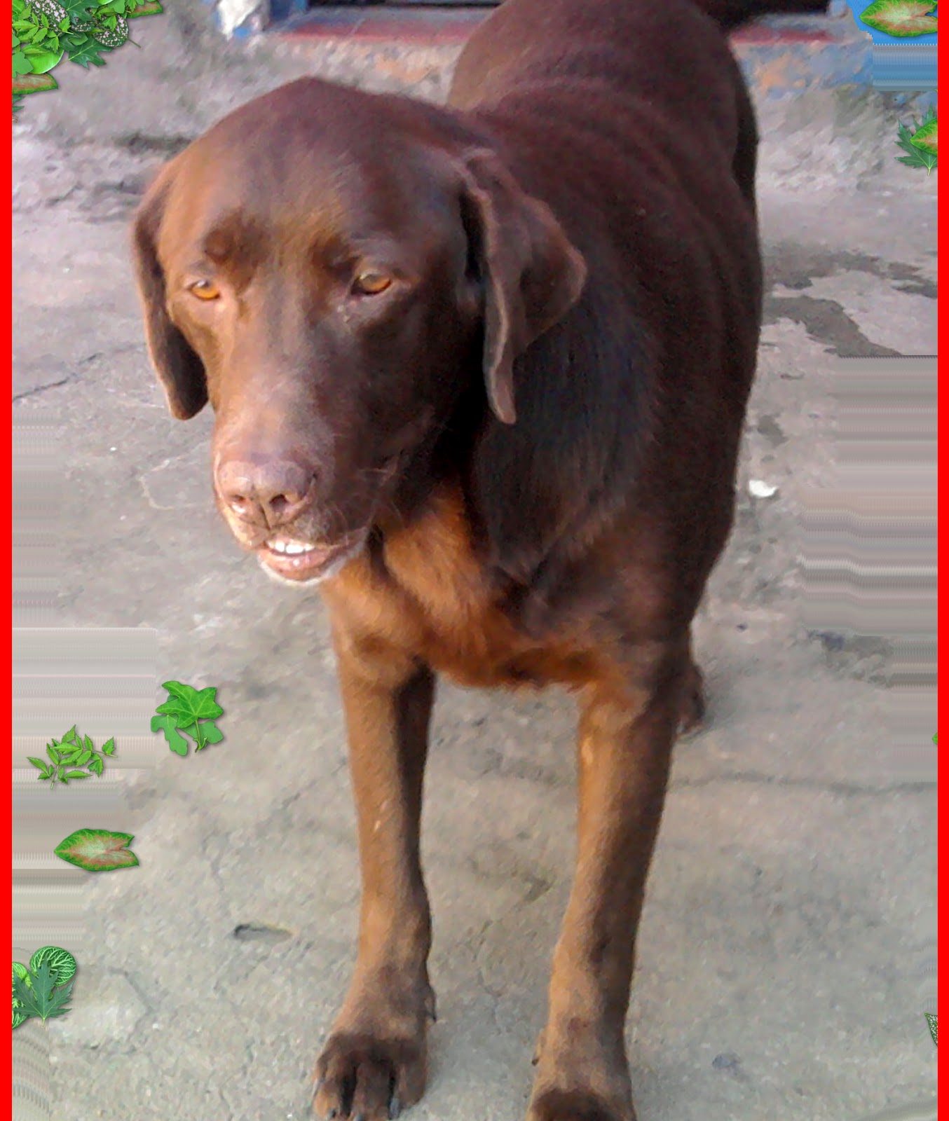 Animais para Adoção - SP: ADOTADO Faruc Labrador chocolate caramelo