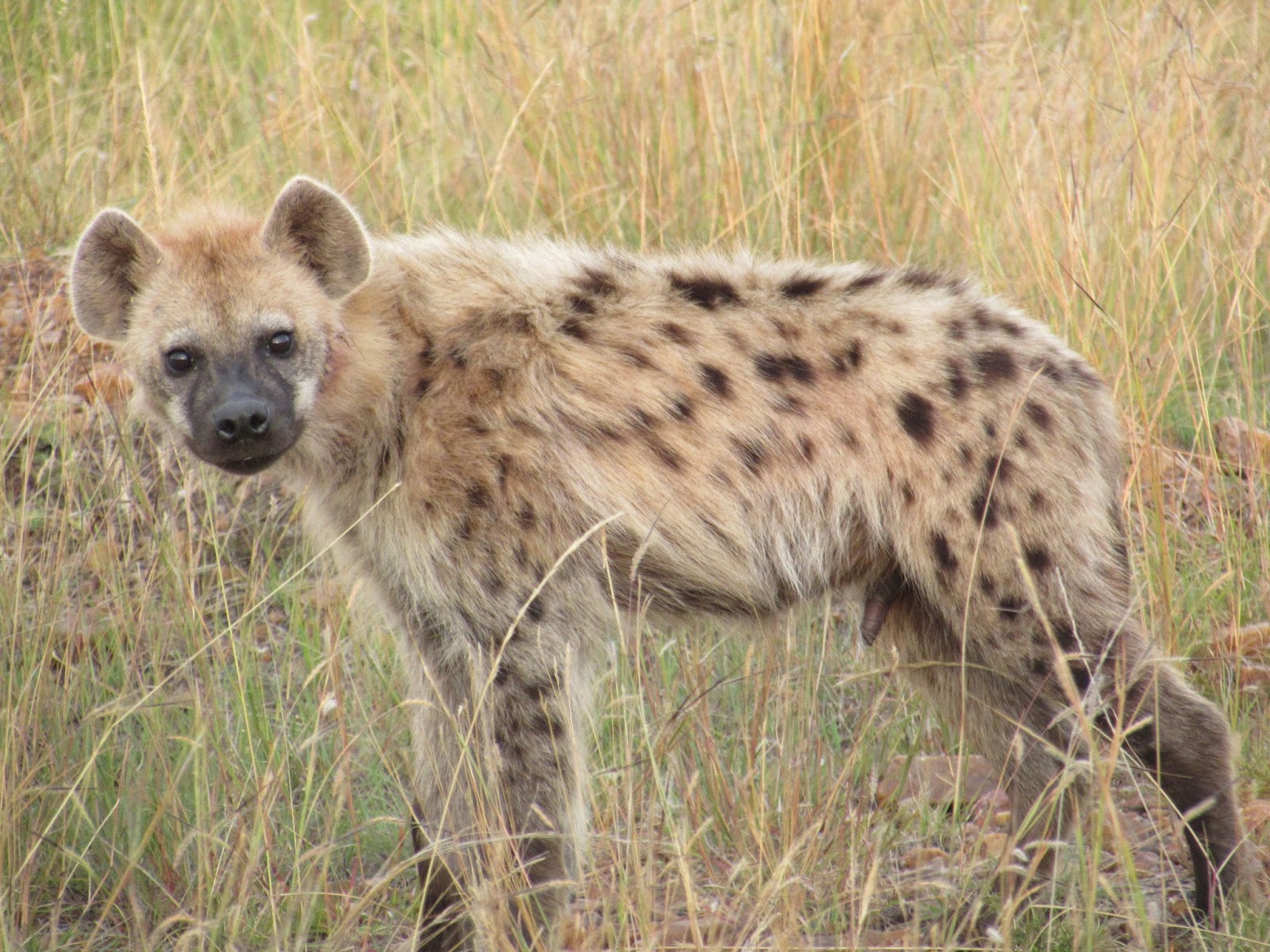 Notes From Kenya: MSU Hyena Research: The Trouble with The Lion King