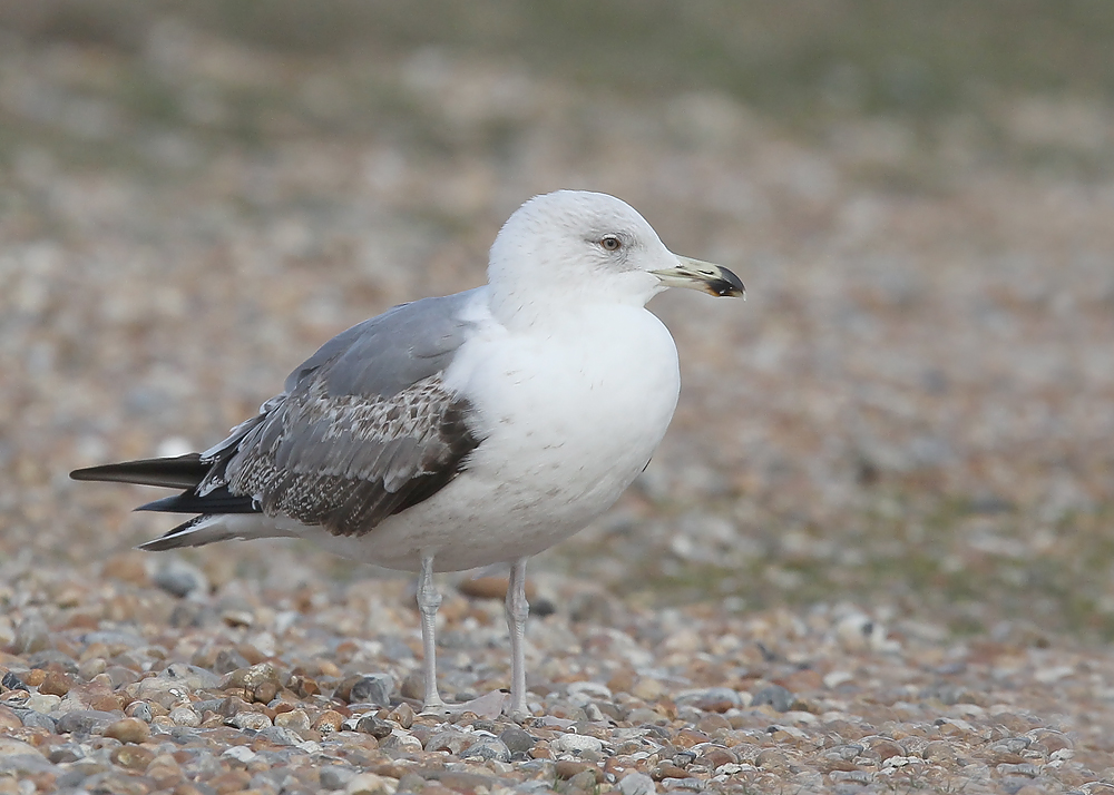 Richard Smith - Birdwatching Days Out: 2x CASPIAN GULLS, 1st winter ...