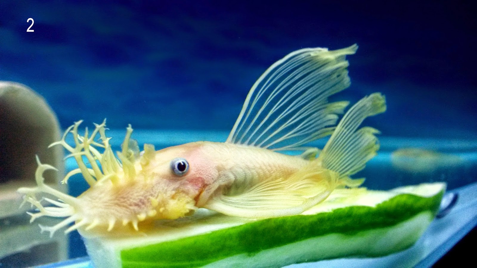 L144 LONGFİN BLUE EYE TÜL KUYRUK VATOZ ÜRETİMHANESİ