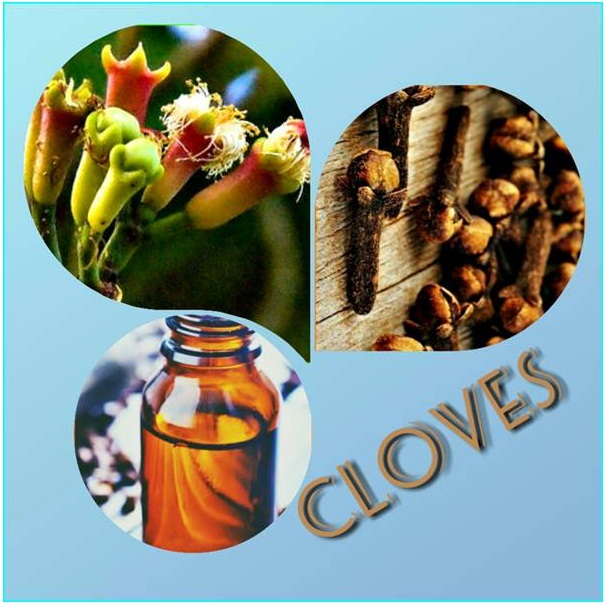 Cloves - 99Advice