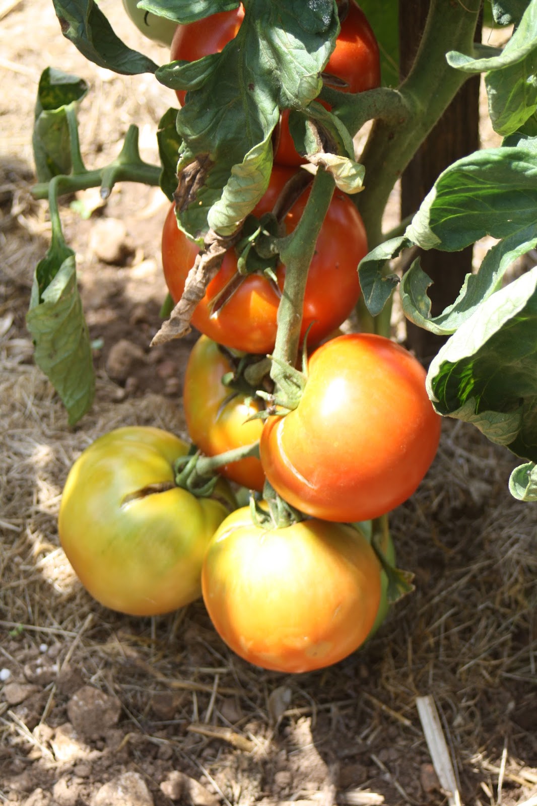 Debbie's Delectable Delights