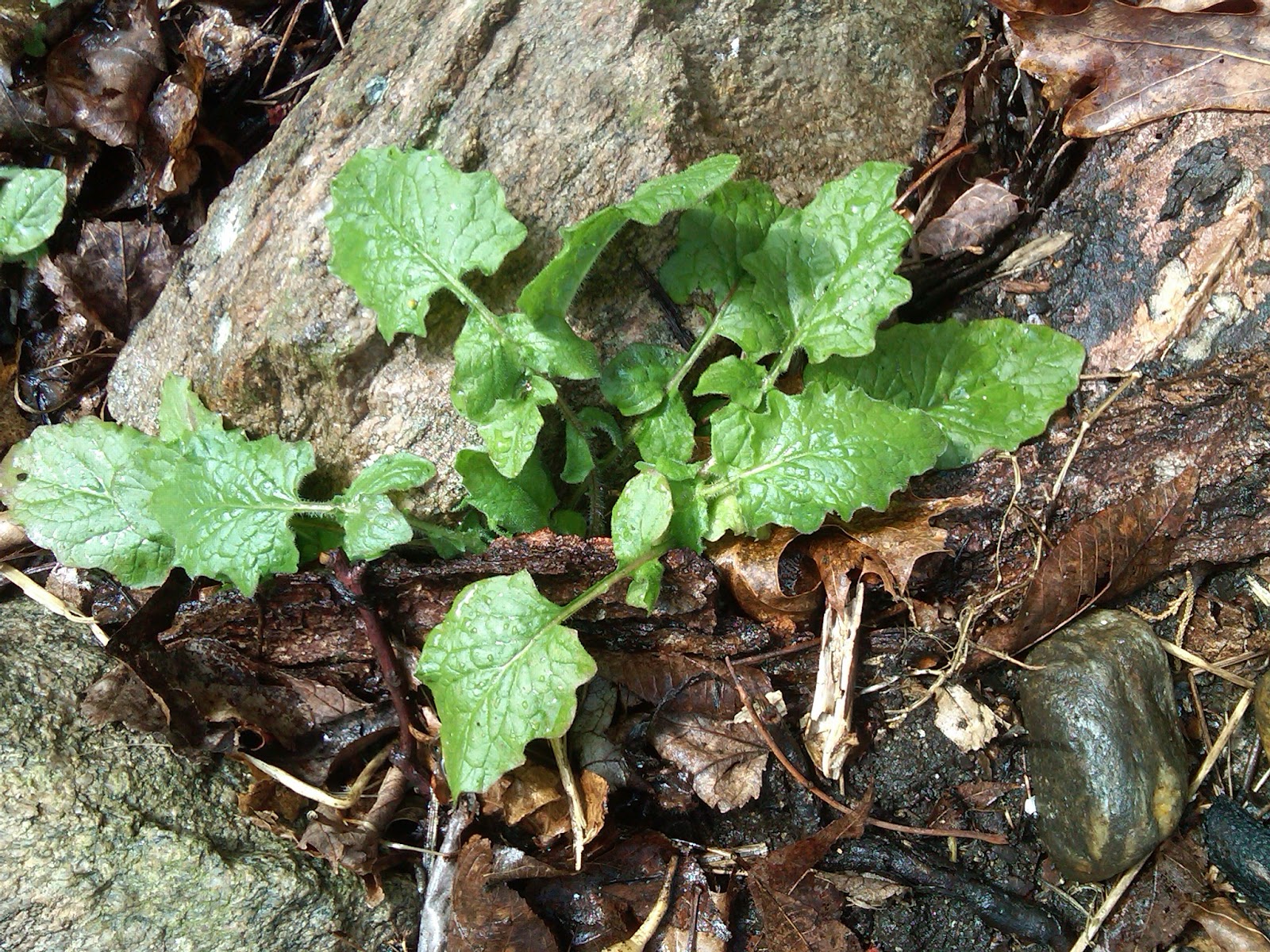 Frank's Garden Talk: Identifying weeds in early Spring