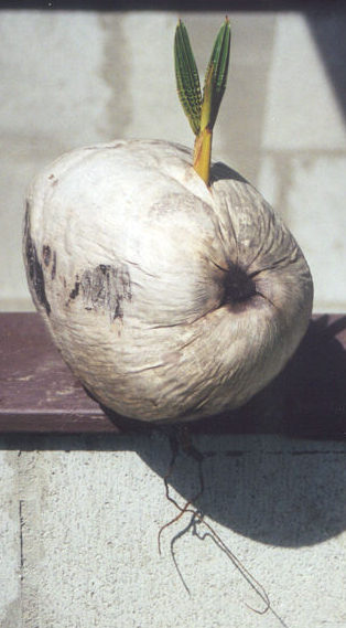 Werner's Cairns blog: The coconut; loaded with nutrients & health benefits.