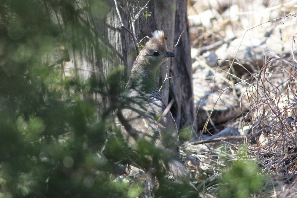 Antshrike's Bird Blog: Kickapoo Cavern State Park or "Holy Bat Cave ...