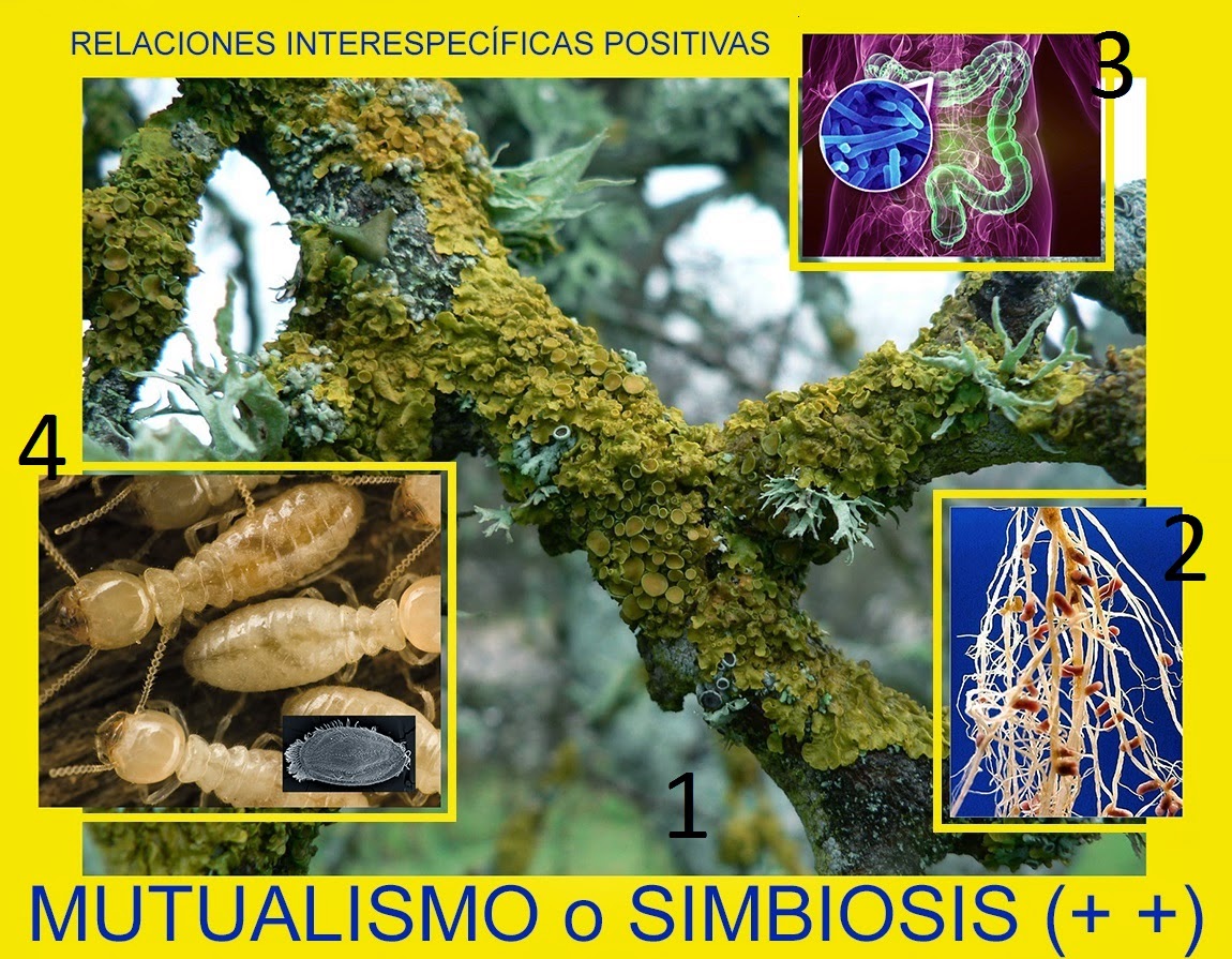 CURIOSIDADES CIENTÍFICAS : MUTUALISMO o SIMBIOSIS