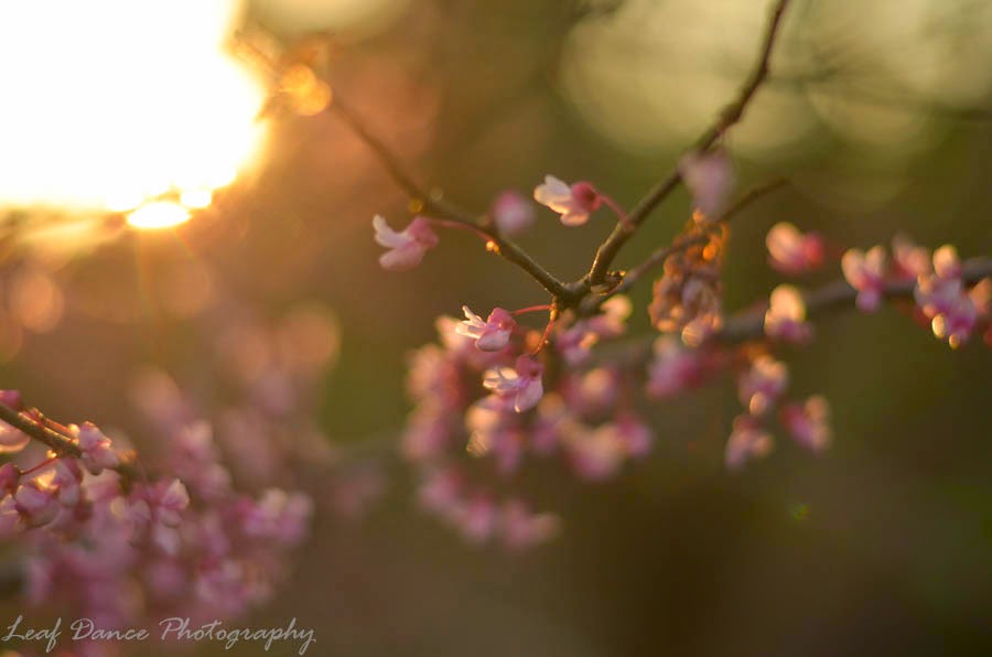 Leaf Dance Photography: This is the Feel of Spring // In Evening Light