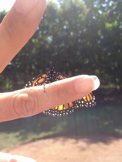 How to Raise Monarch Butterflies: A Basic Guide | The Jersey Momma
