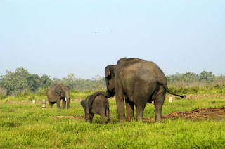 Way Kambas National Park - tiptraveltheworld