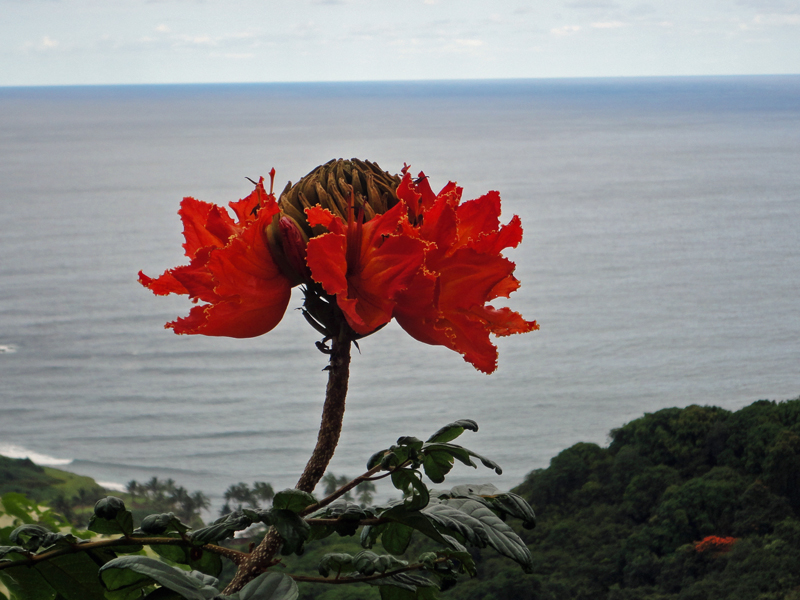 Notes from Norma: The Road to Hana