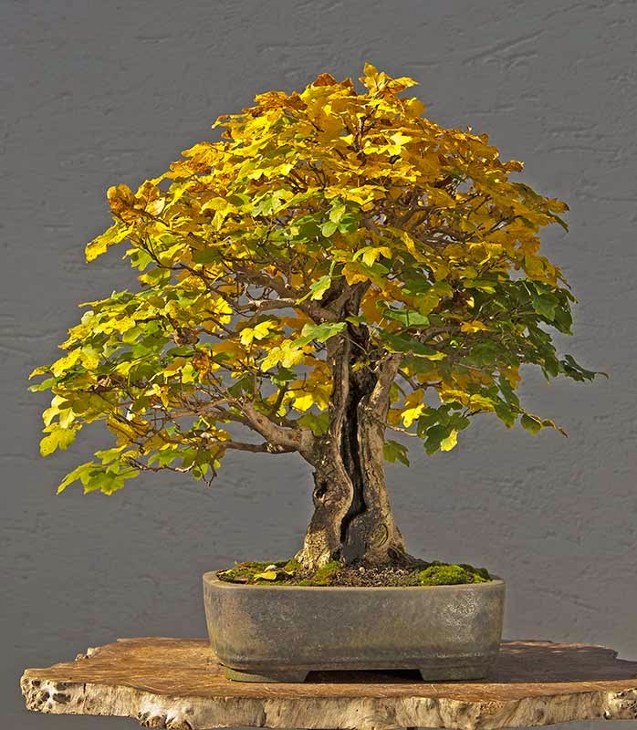 Walter Pall Bonsai Adventures: Field maple #1