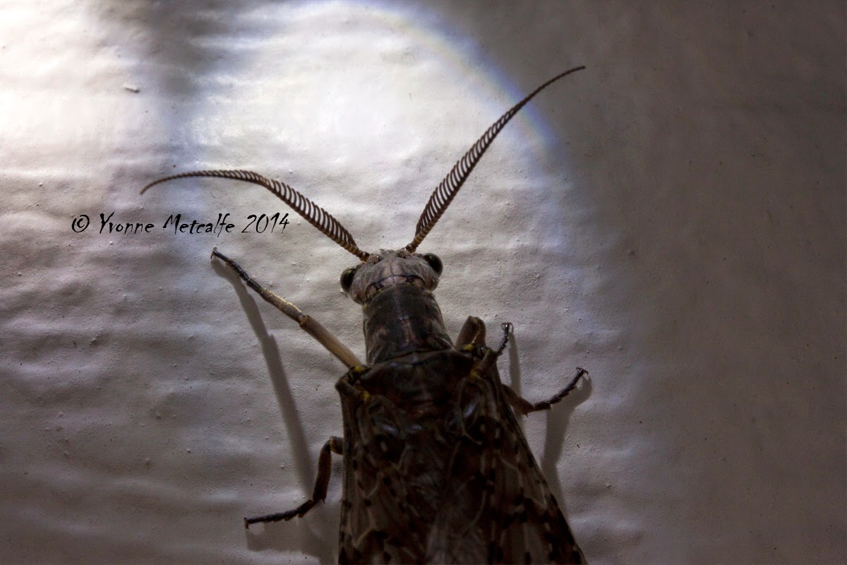 Nature Nut Lady: Fishfly