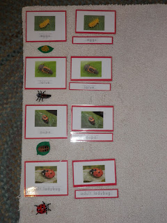 Montessori Design: Life Cycle of a Ladybug