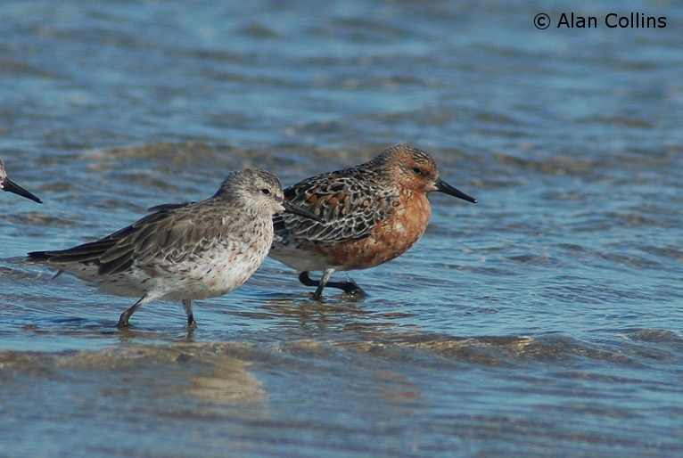 Leeuwin Current Birding: ID Feature: Knots