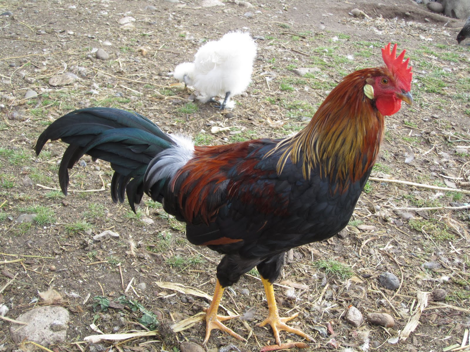 Cariboo Gals: Bantam Chickens 3 to 4 Months Old