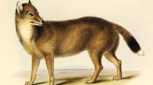 Abe's Animals: Dusicyon Cultridens