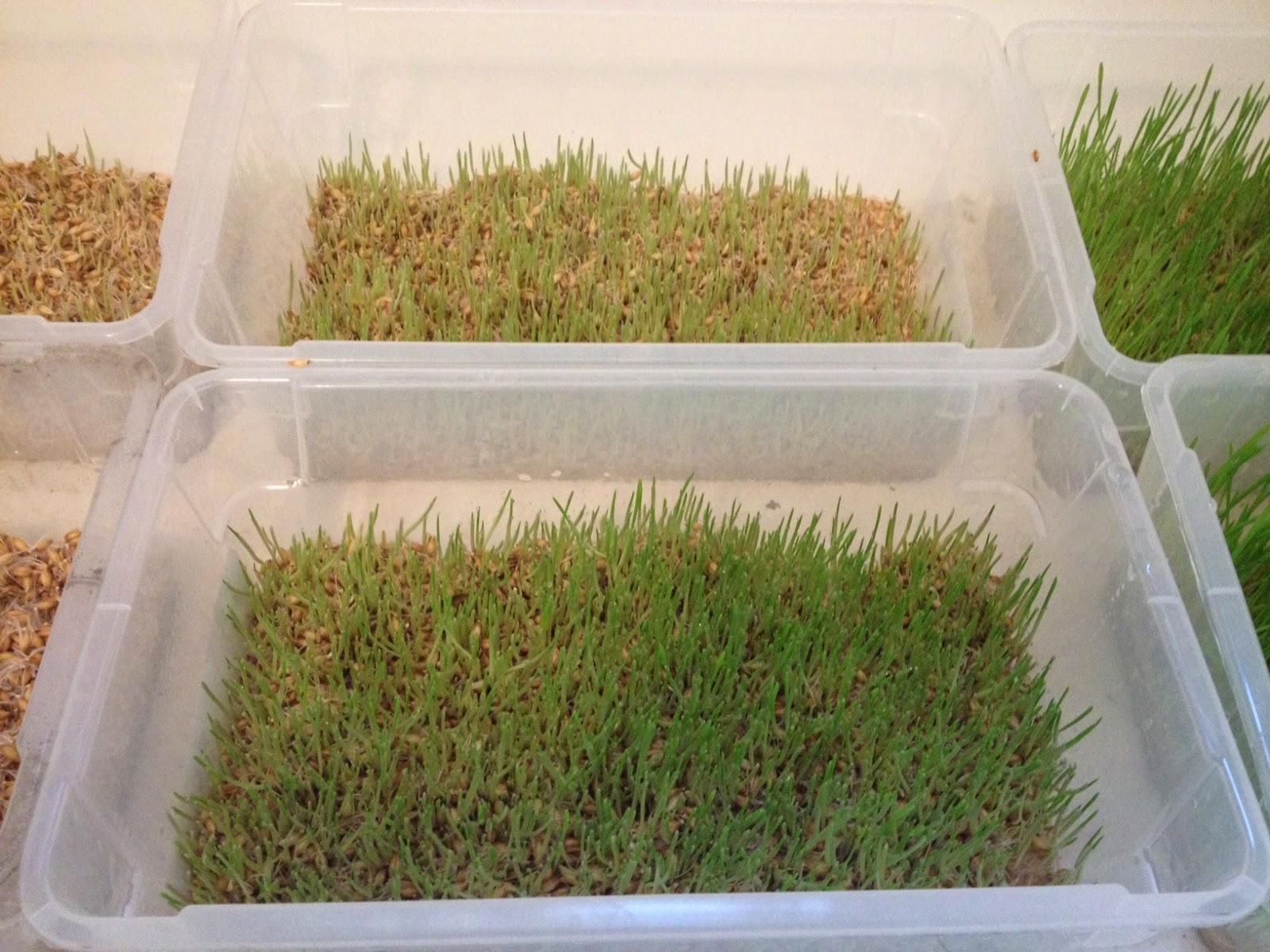 little country house: Barley Fodder System