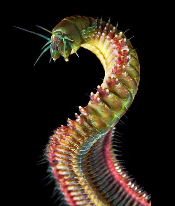 King Ragworm dan Slender Ragworm | Pos Hari Ini