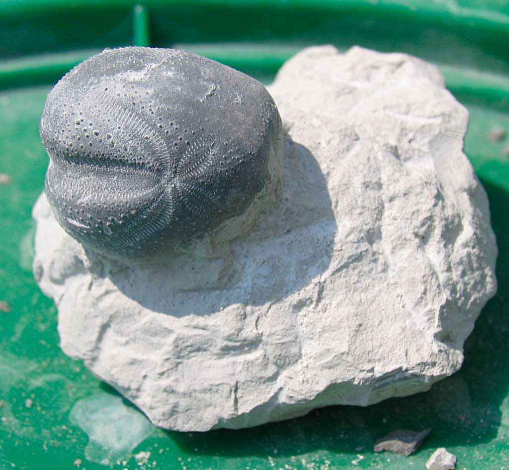 Louisville Fossils and Beyond: Prepped Echinoid from Chalk Matrix