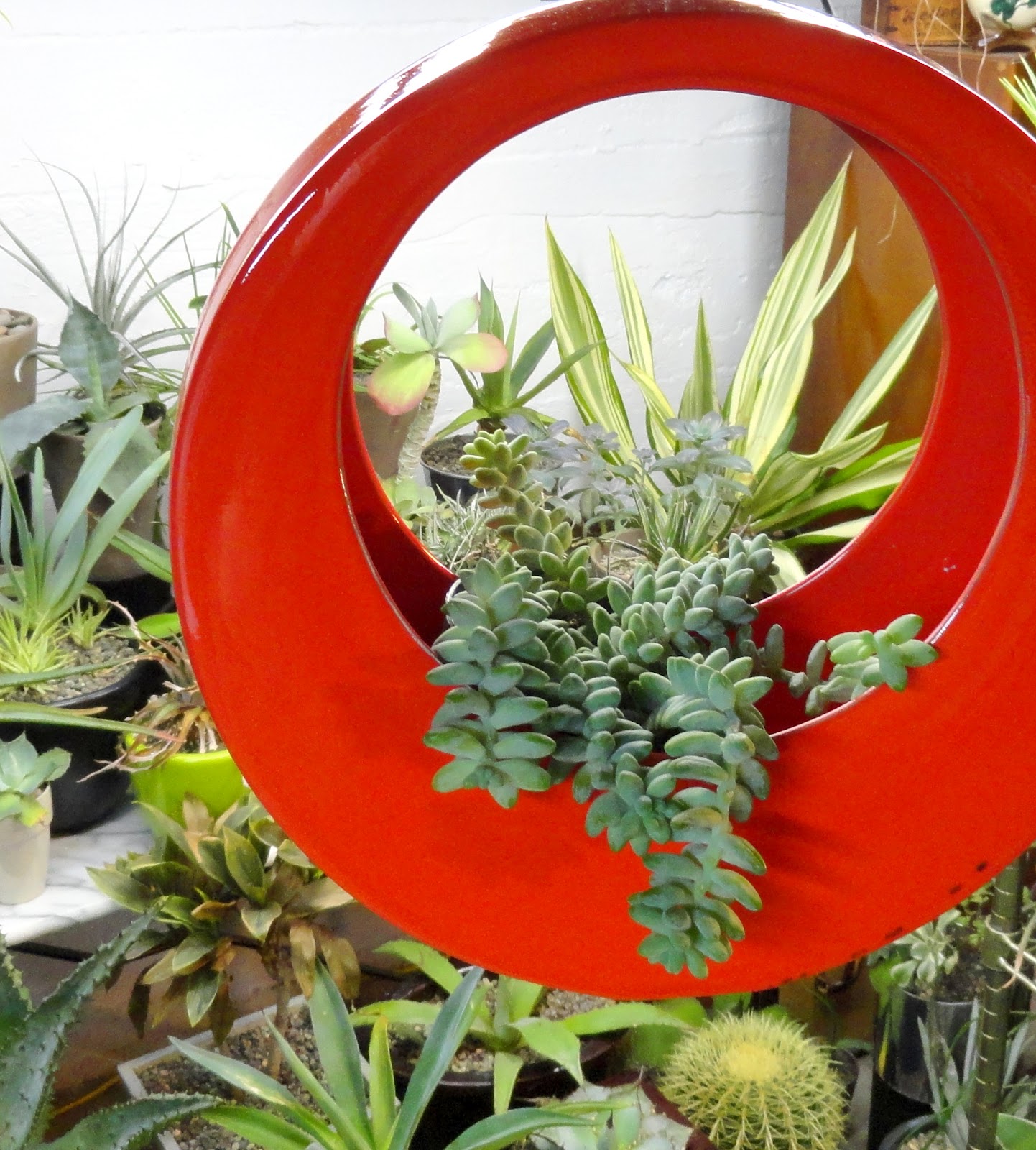 danger garden: How early should you celebrate your birthday?