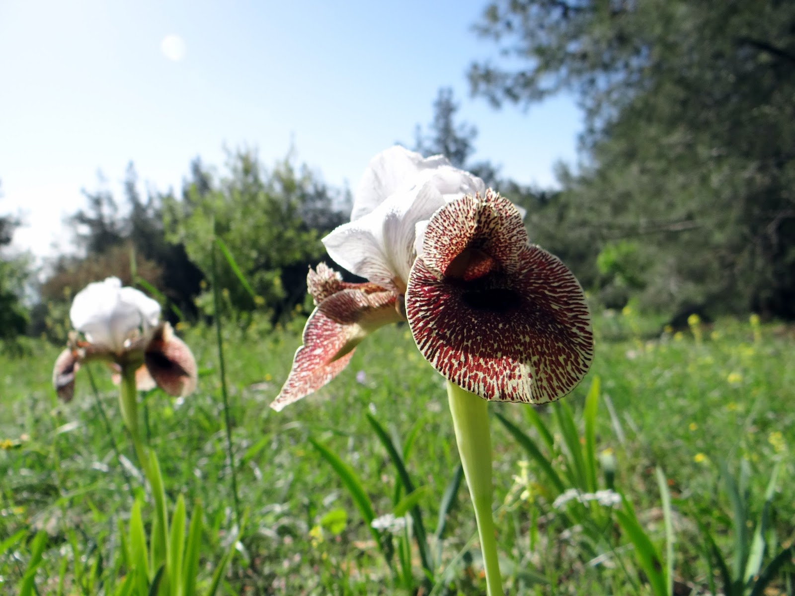 PazzaPazza: WILD IRIS - IRIS NAZARETH