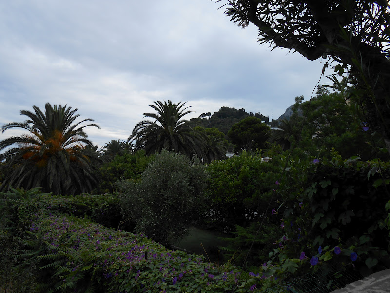 A Garden in Capri: Palm groves along Capri's Via Camerelle