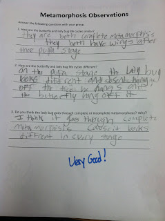 Mrs. McDonald's 4th Grade: Teaching Complete Metamorphosis