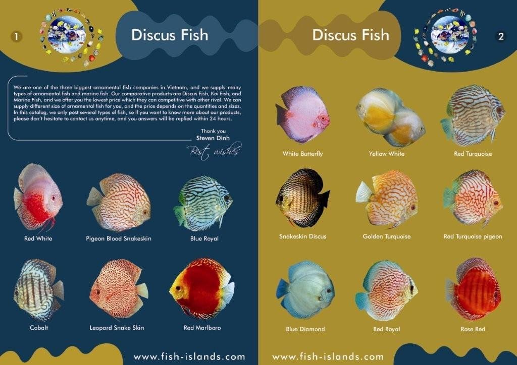 Discus: Budidaya Ikan Discus