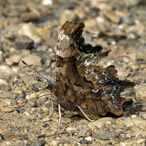 Green Comma ~ Butterfly of The Earth