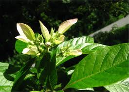 .: CINCHONA (Quinine tree)