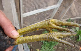 Gallina Mapuche, Ailenkutral: Patas verdes