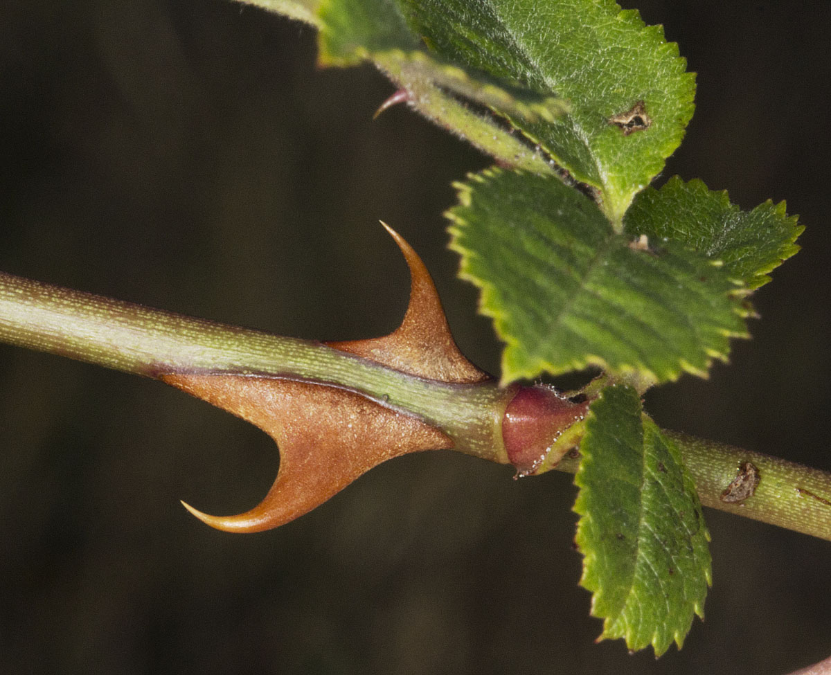 Thorns | Naturally