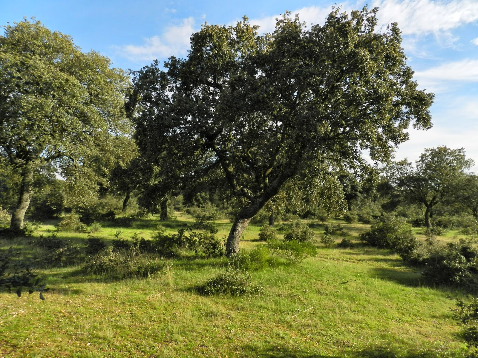 Recursos medioambientales: Bosques salmantinos: Encinar