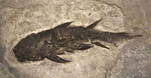 Mundo Pré-Histórico: Climatius, um peixinho espinhoso