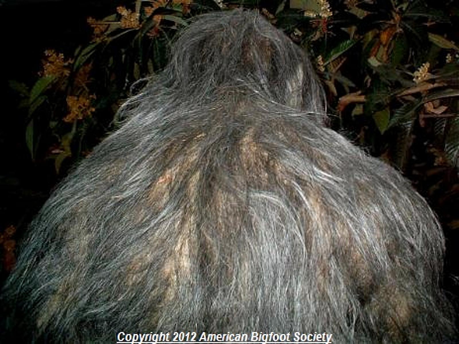 Sierra Tahoe Bigfoot Research: SASQUATCH: A Clear Picture of a Bigfoot ...