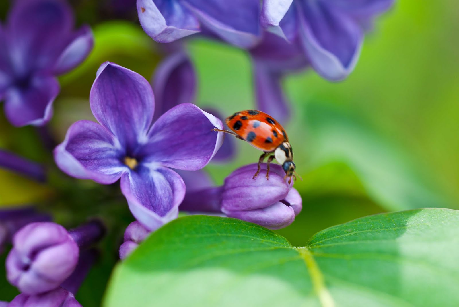 Aspundir: 10 Cool Facts About Ladybugs